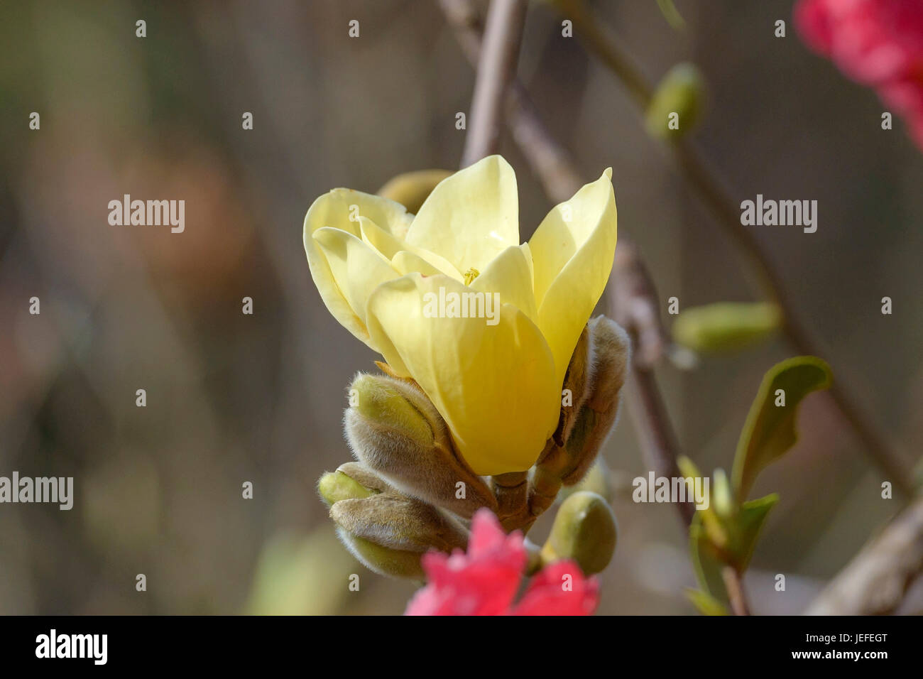 Magnolia, Magnolia Golden Gala , Magnolie (Magnolia 'Golden Gala' Stock ...