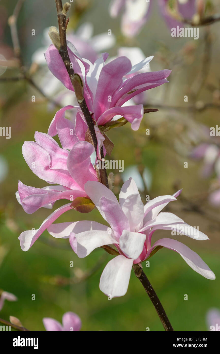 Loebners magnolia, Magnolia loebneri Leonard Messel , Loebner's ...