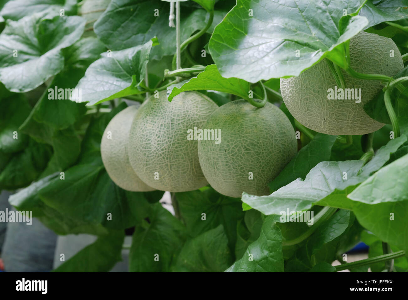 Cantaloupe melon tree hi-res stock photography and images - Alamy