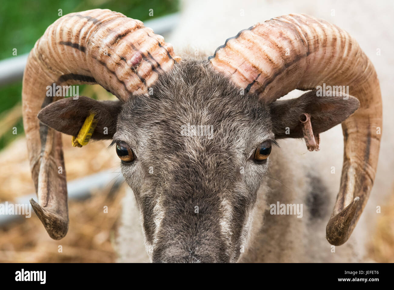 British sheep breeds hi-res stock photography and images - Alamy