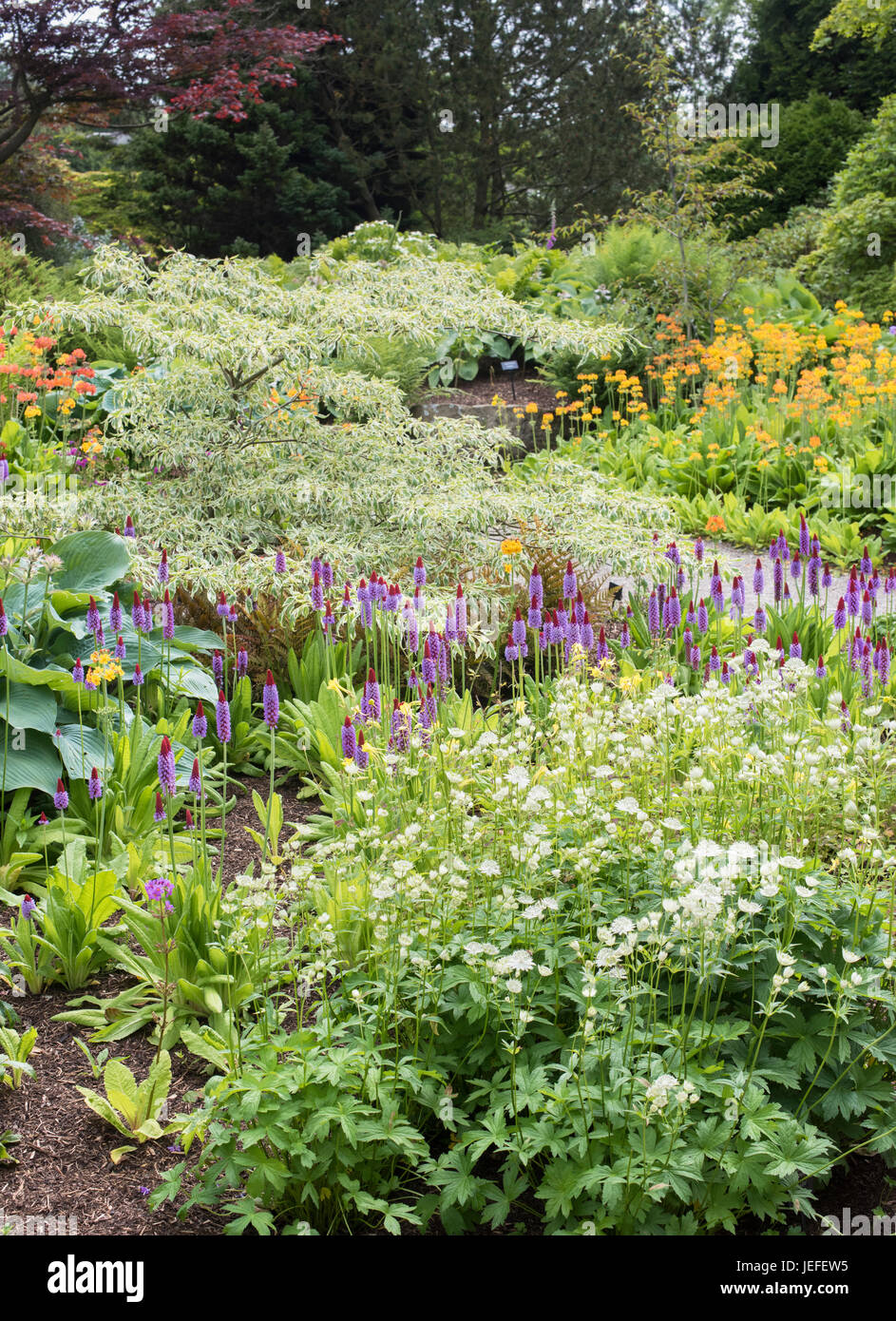 Primula Beesiana. Candelabra Primrose. Candelabra Primula Harlow carr ...