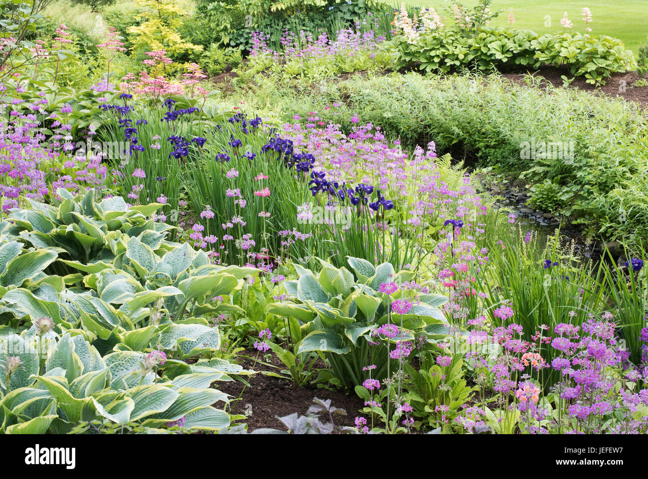 Primula Beesiana. Candelabra Primrose. Candelabra Primula, Harlow carr ...