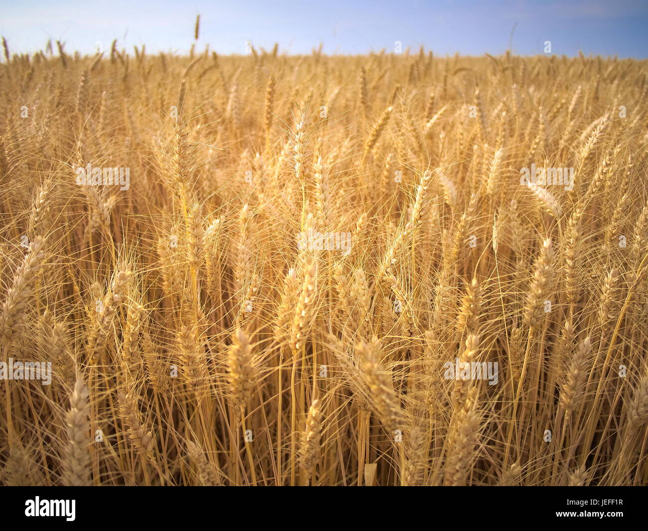 Sunflowers field at loire valley hi-res stock photography and images ...
