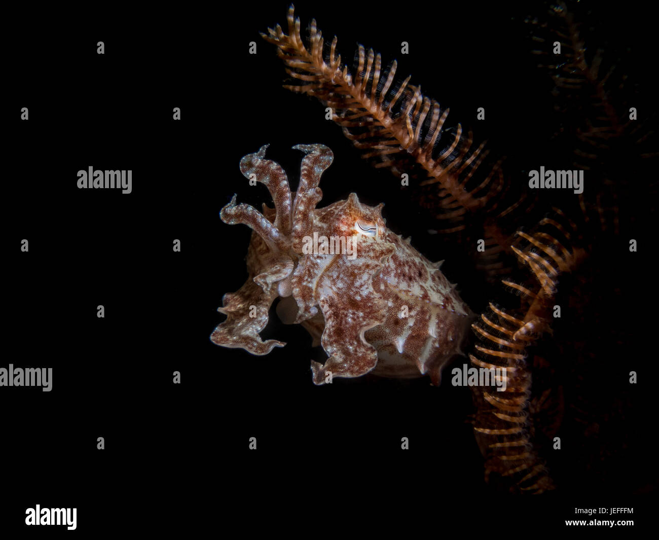 Pygmy Cuttlefish (Sepia bandensis) in the Lembeh Strait Stock Photo - Alamy