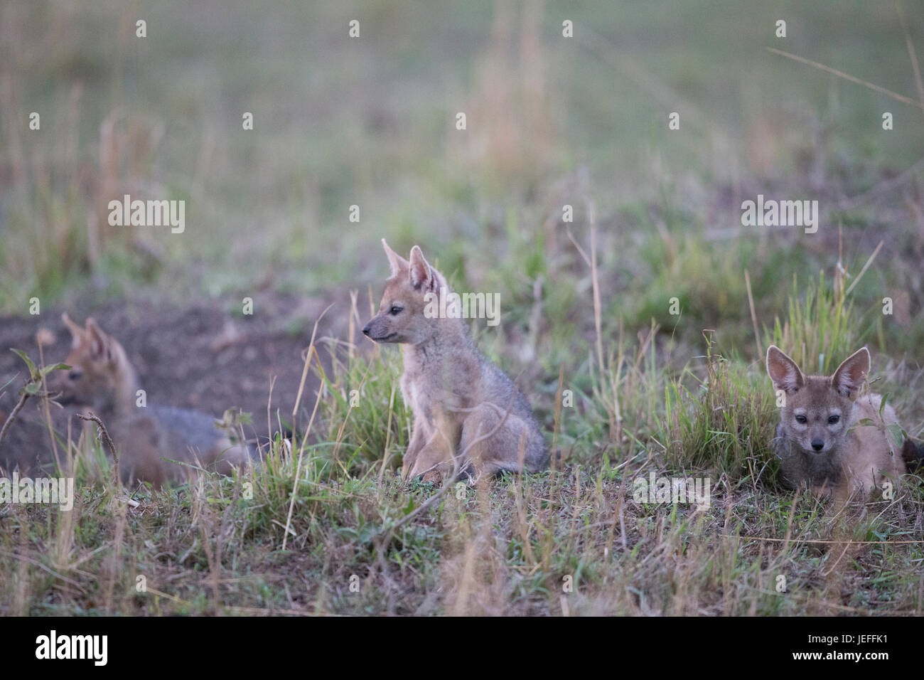 Bat Eared Fox Pups Stock Photo - Alamy