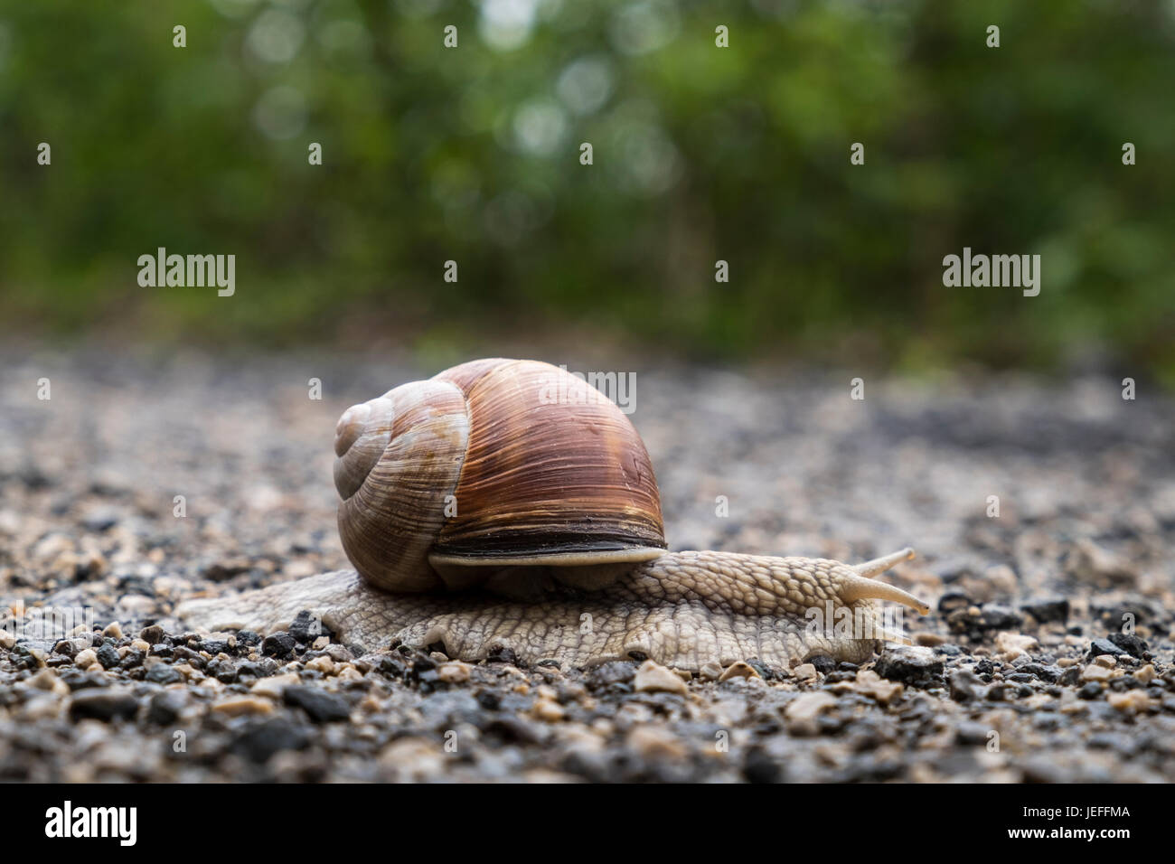Snail crawling along gravel path in Tyrol, Austria Stock Photo - Alamy