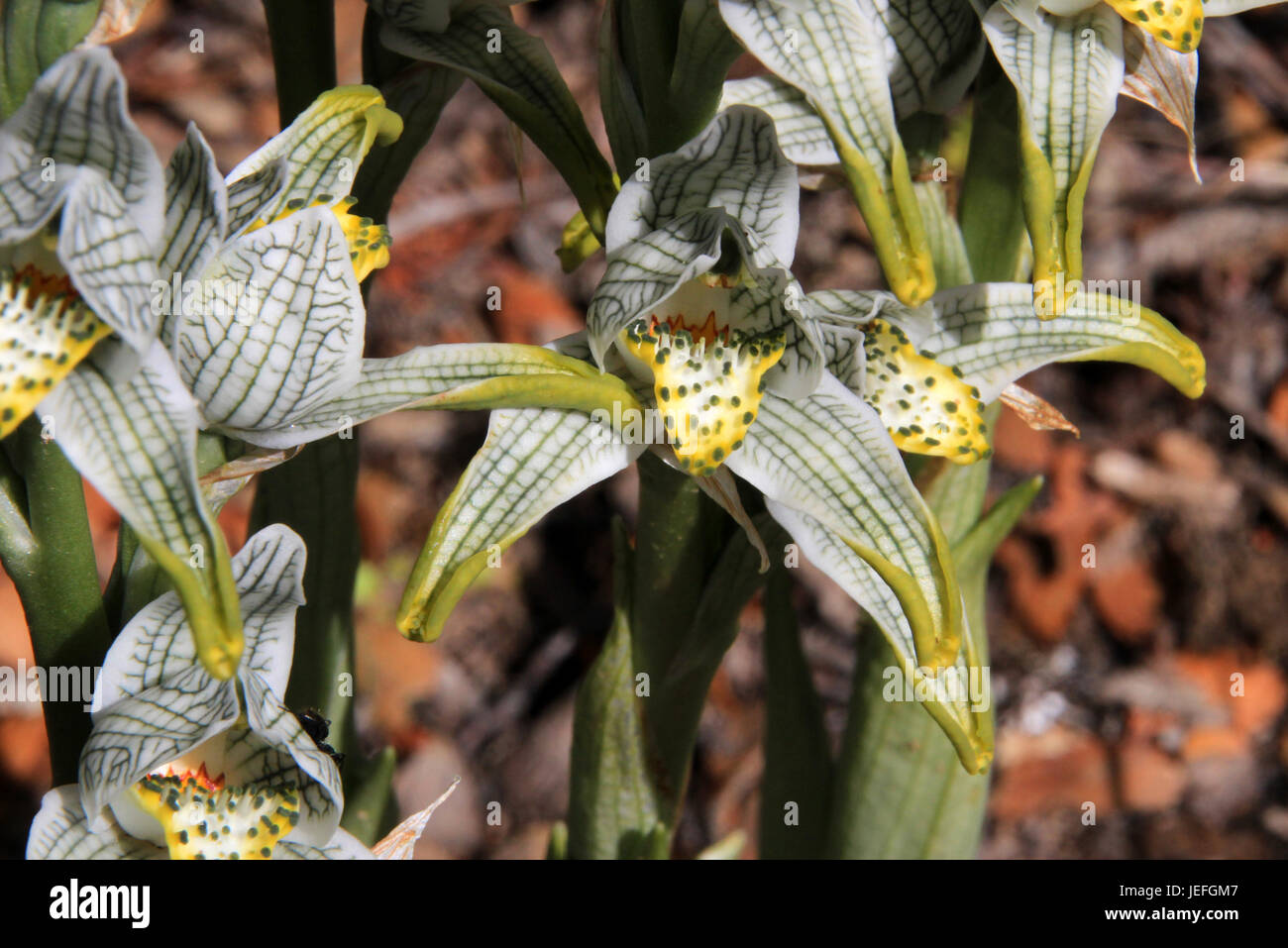Porcelain or Mosaic Orchid, chloraea magellanica, Carretera Austral ...