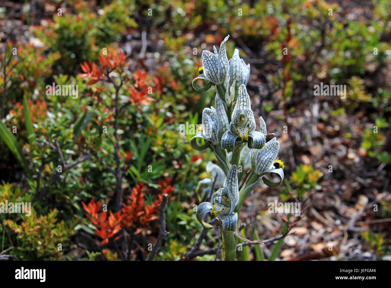 Porcelain or Mosaic Orchid, chloraea magellanica, Carretera Austral ...