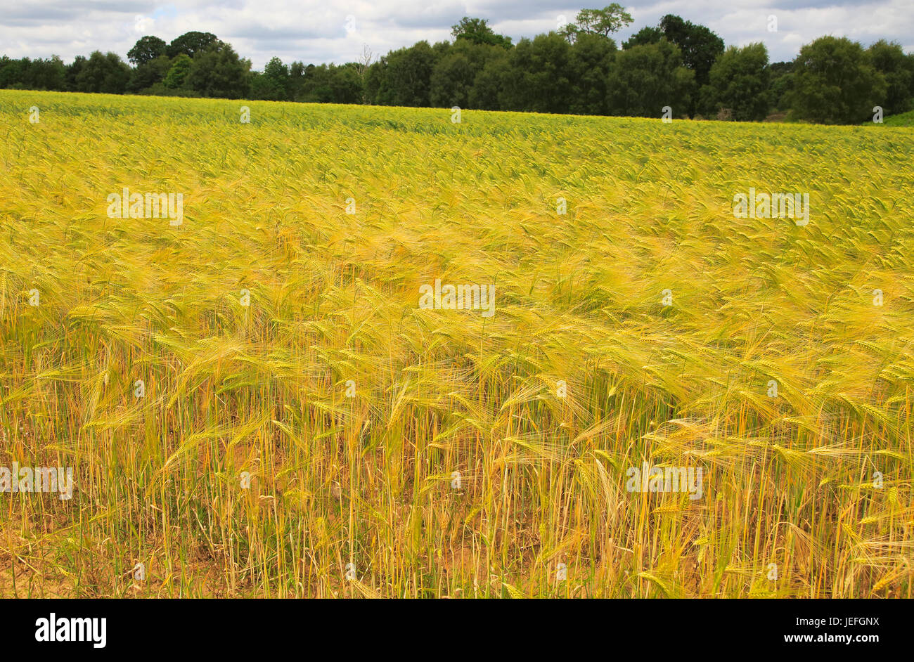 Barley Growing Stock Photos & Barley Growing Stock Images - Alamy