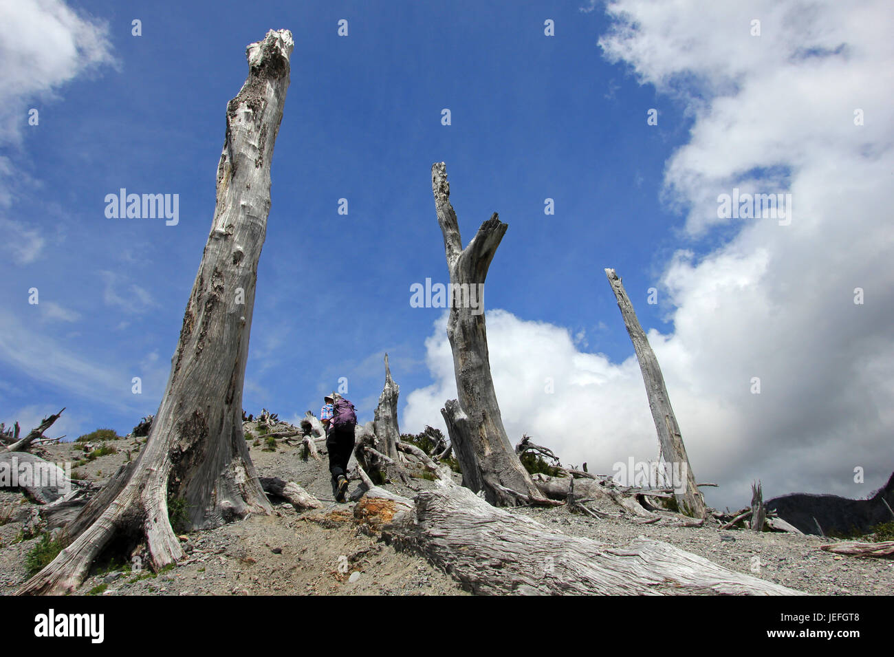 Dead trees eruption andes hi-res stock photography and images - Alamy