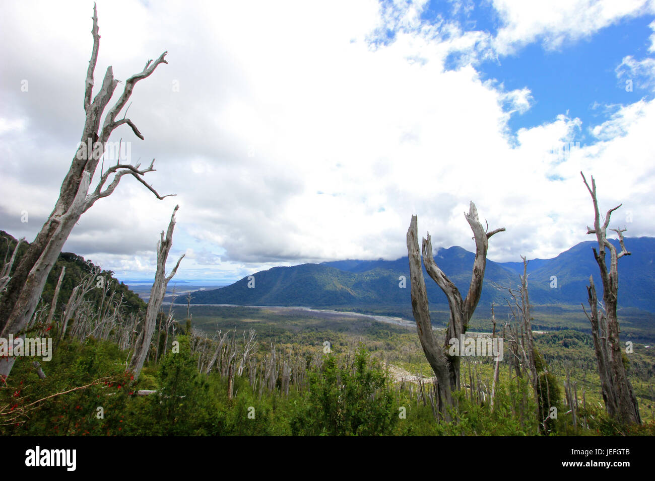 Dead trees from eruption of Chaiten volcano, south of Chile Stock Photo ...