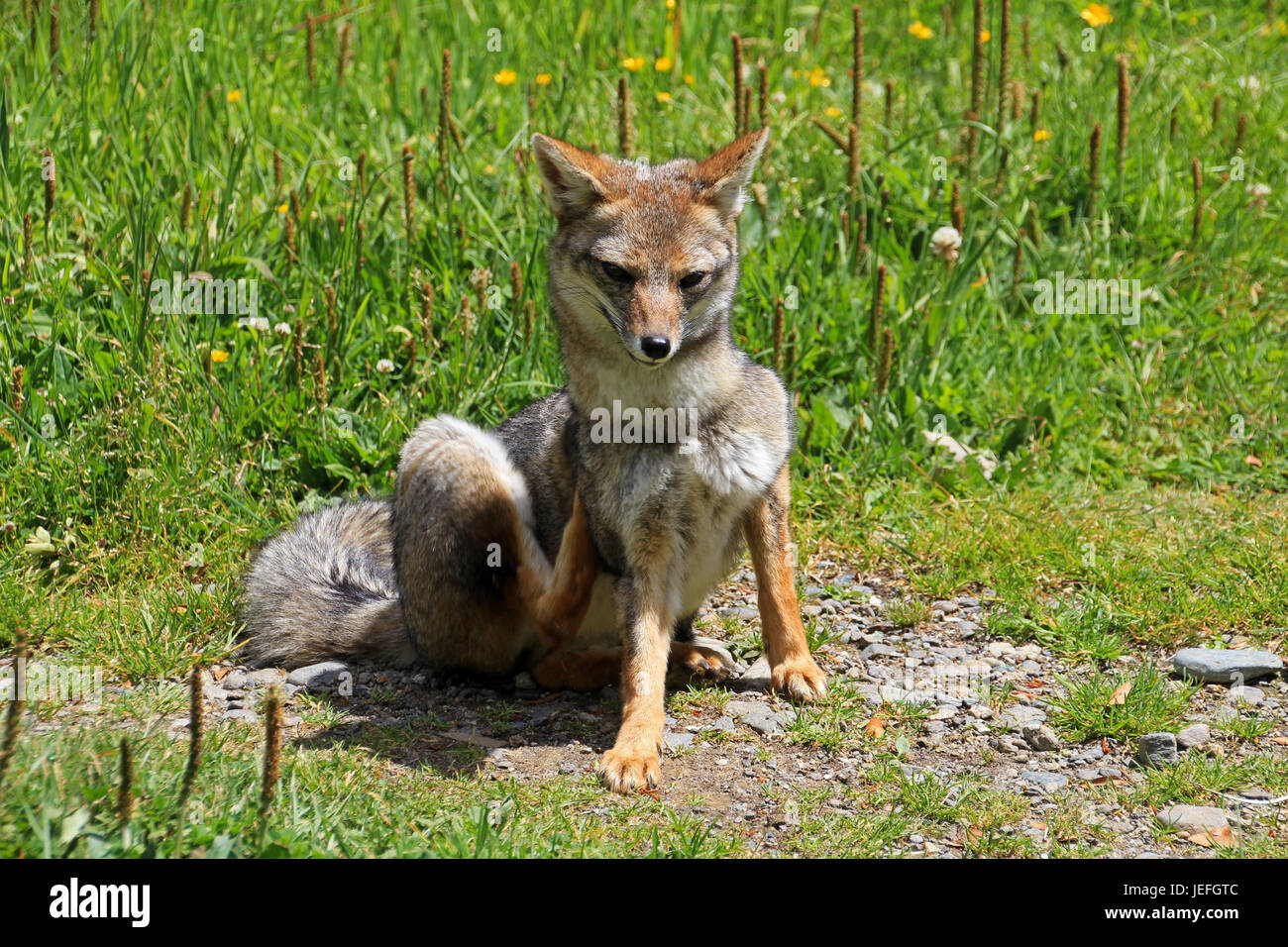 Andean fox, lycalopex culpaeus, also known as culpeo, zorro culpeo or ...