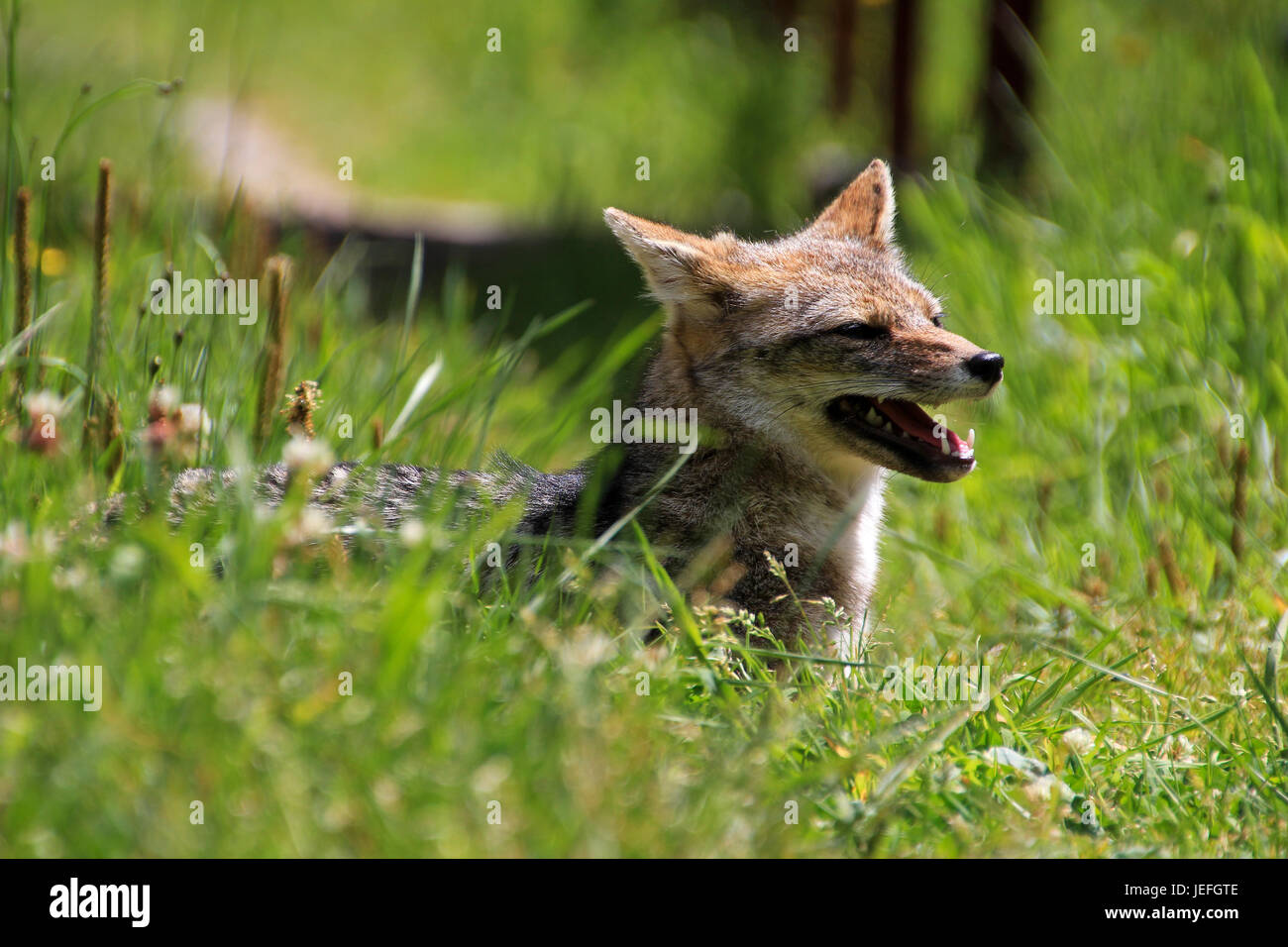 Andean fox, lycalopex culpaeus, also known as culpeo, zorro culpeo or ...