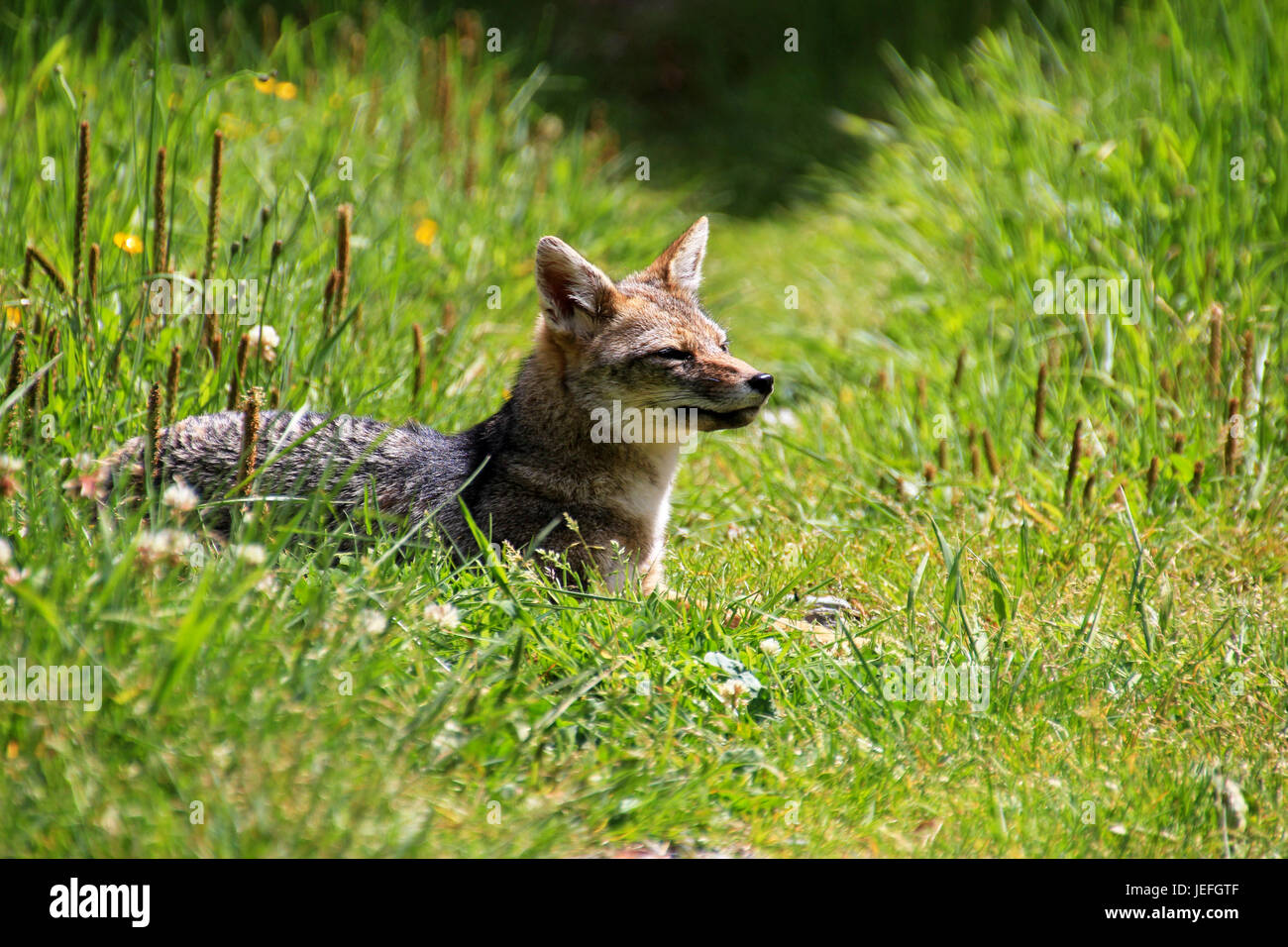 Andean fox, lycalopex culpaeus, also known as culpeo, zorro culpeo or ...