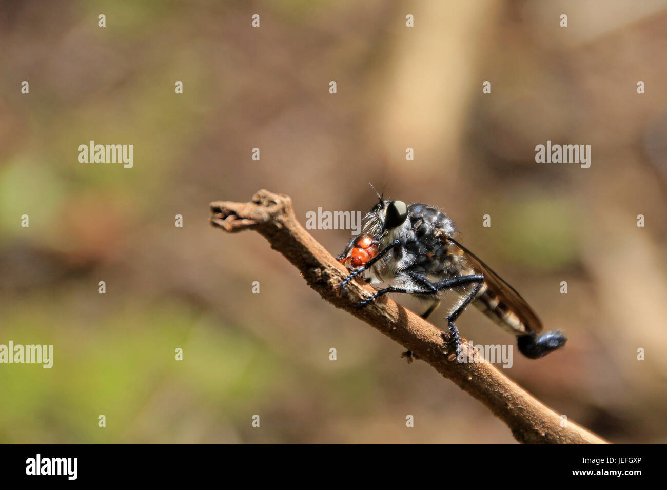 Poisonous ant hi-res stock photography and images - Alamy