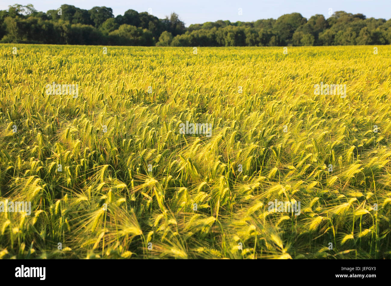 Crop of barley growing in field, Shottisham, Suffolk Sandlings, England ...