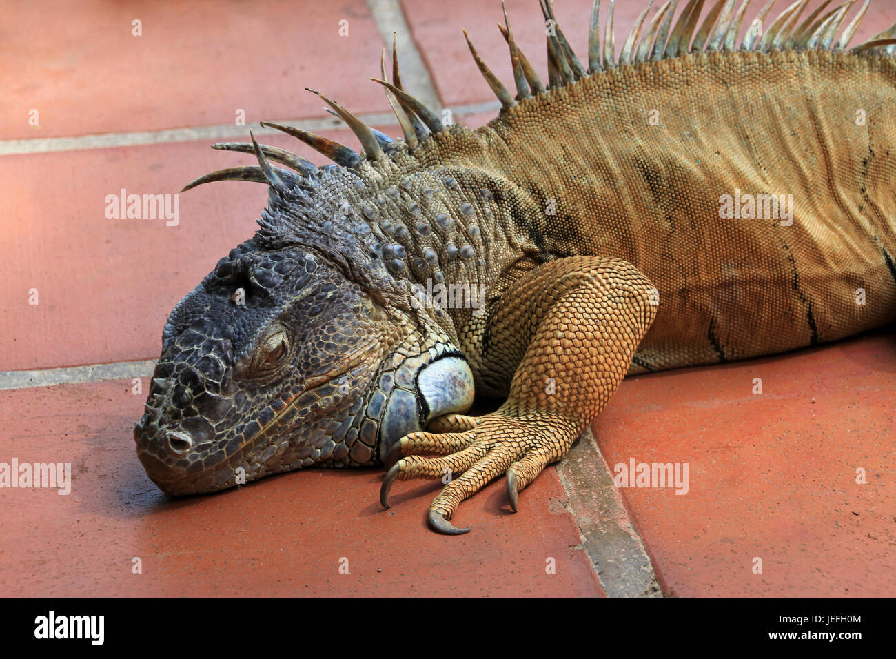 Green iguana, iguana iguana, also known as Common Iguana or American ...