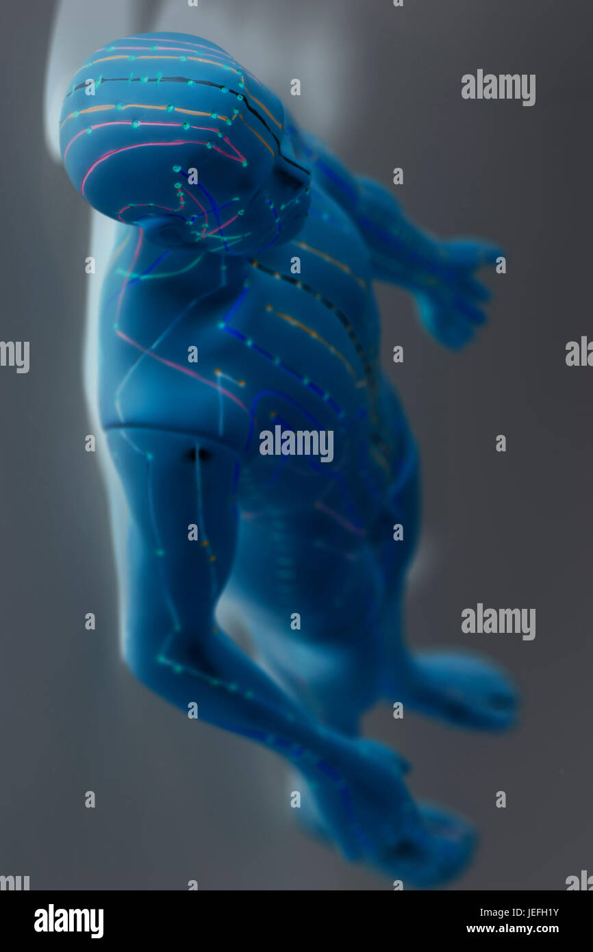 Acupuncture meridians on model man hi-res stock photography and images ...