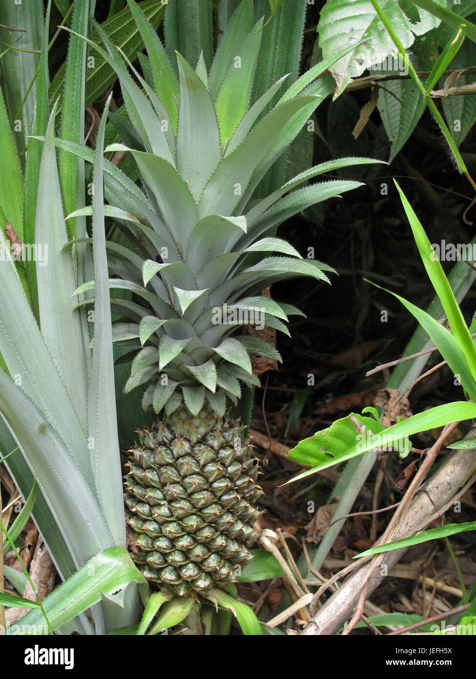 Pineapple Plant Flower Tree High Resolution Stock Photography and ...