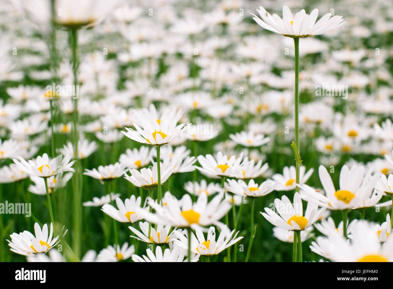 View at field of daisy flowers Stock Photo - Alamy
