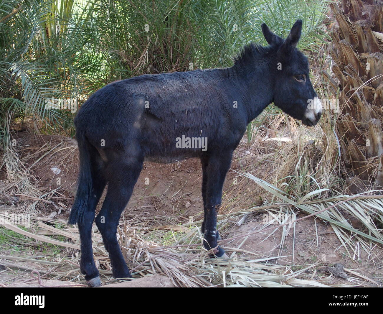 Cute alone black donkey waits between palms in arabian oasis in Morocco ...