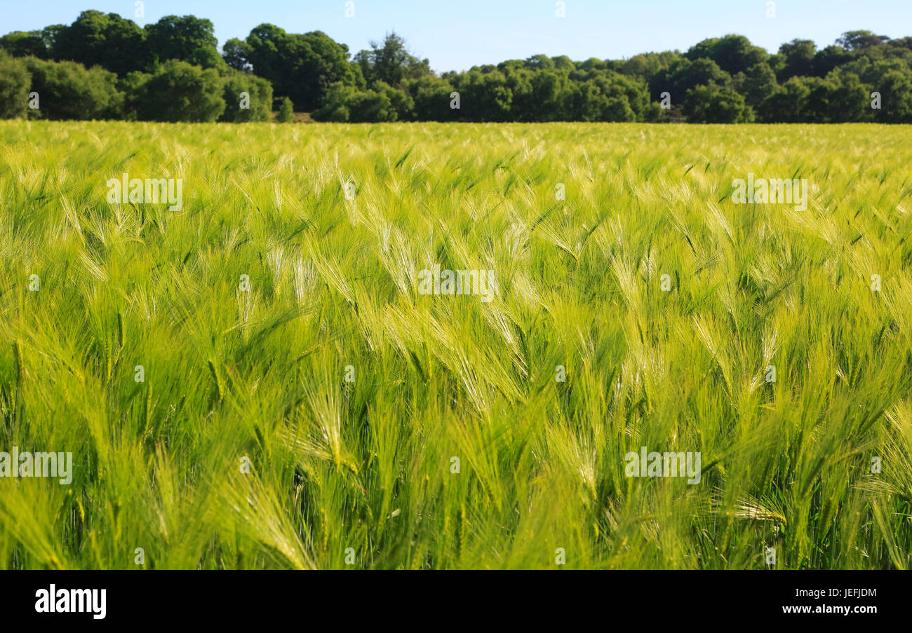 Crop barley hi-res stock photography and images - Alamy