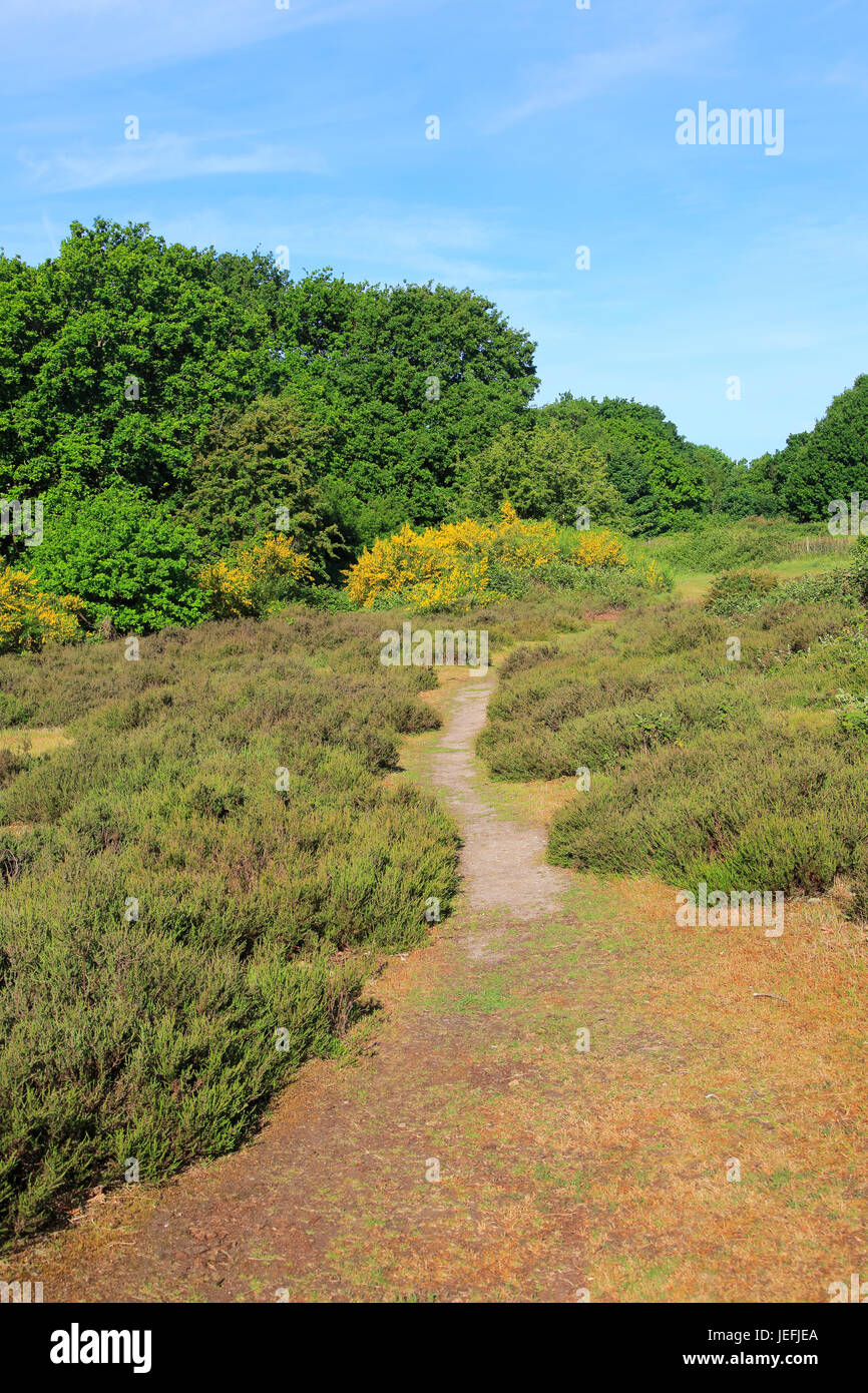 Heathland vegetation suffolk sandlings hi-res stock photography and ...