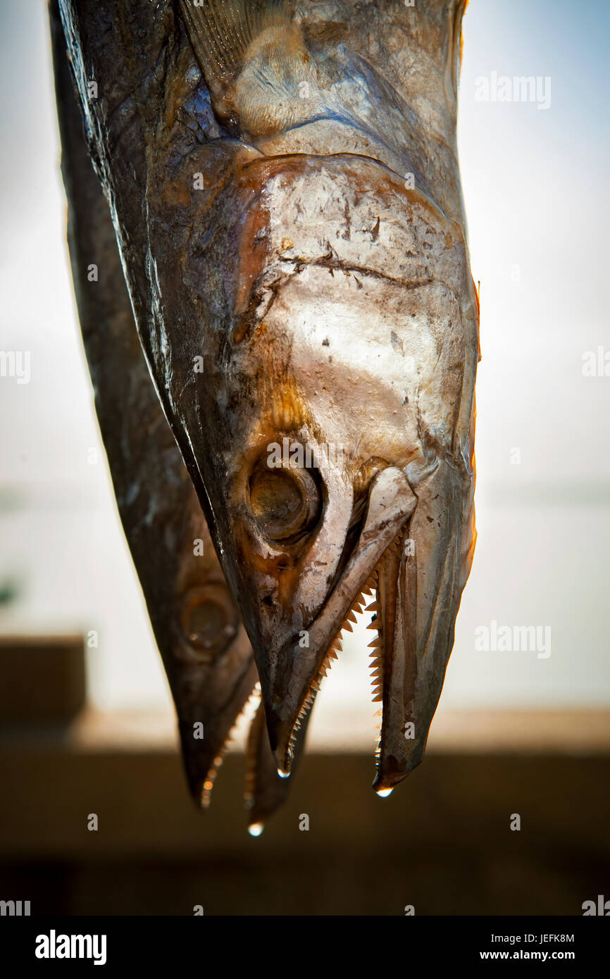 Dry mackerel fish hi-res stock photography and images - Alamy