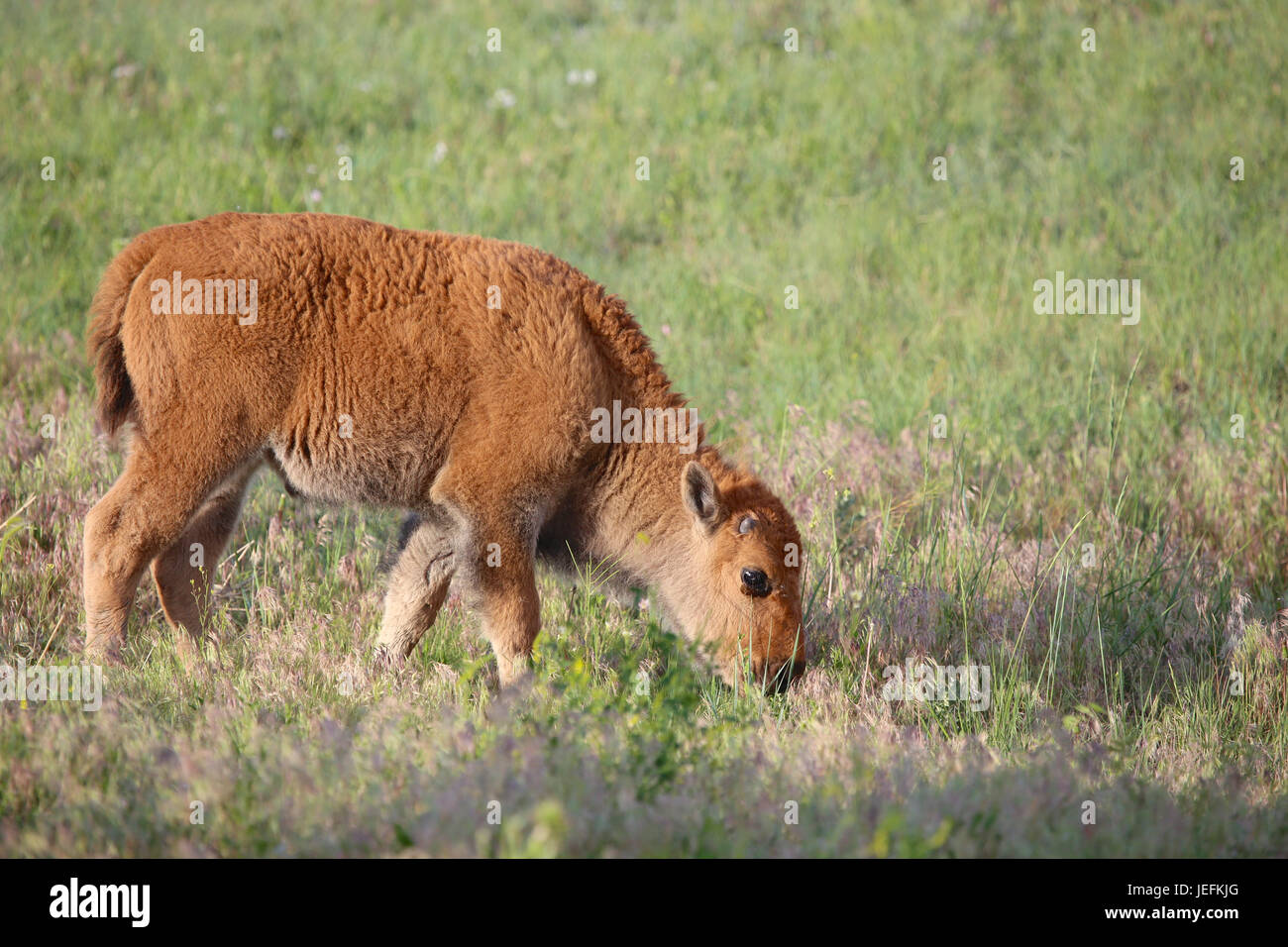 Baby Bison High Resolution Stock Photography and Images - Alamy