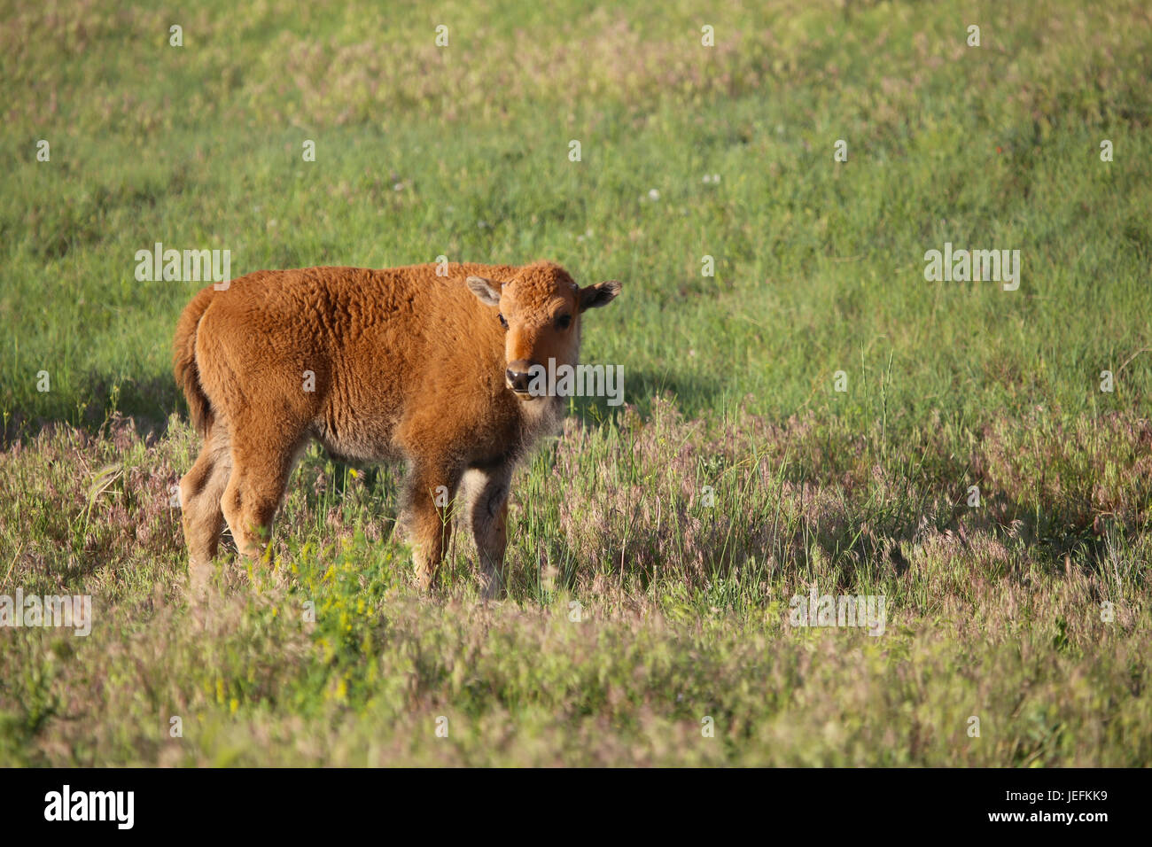 Baby bison hi-res stock photography and images - Alamy