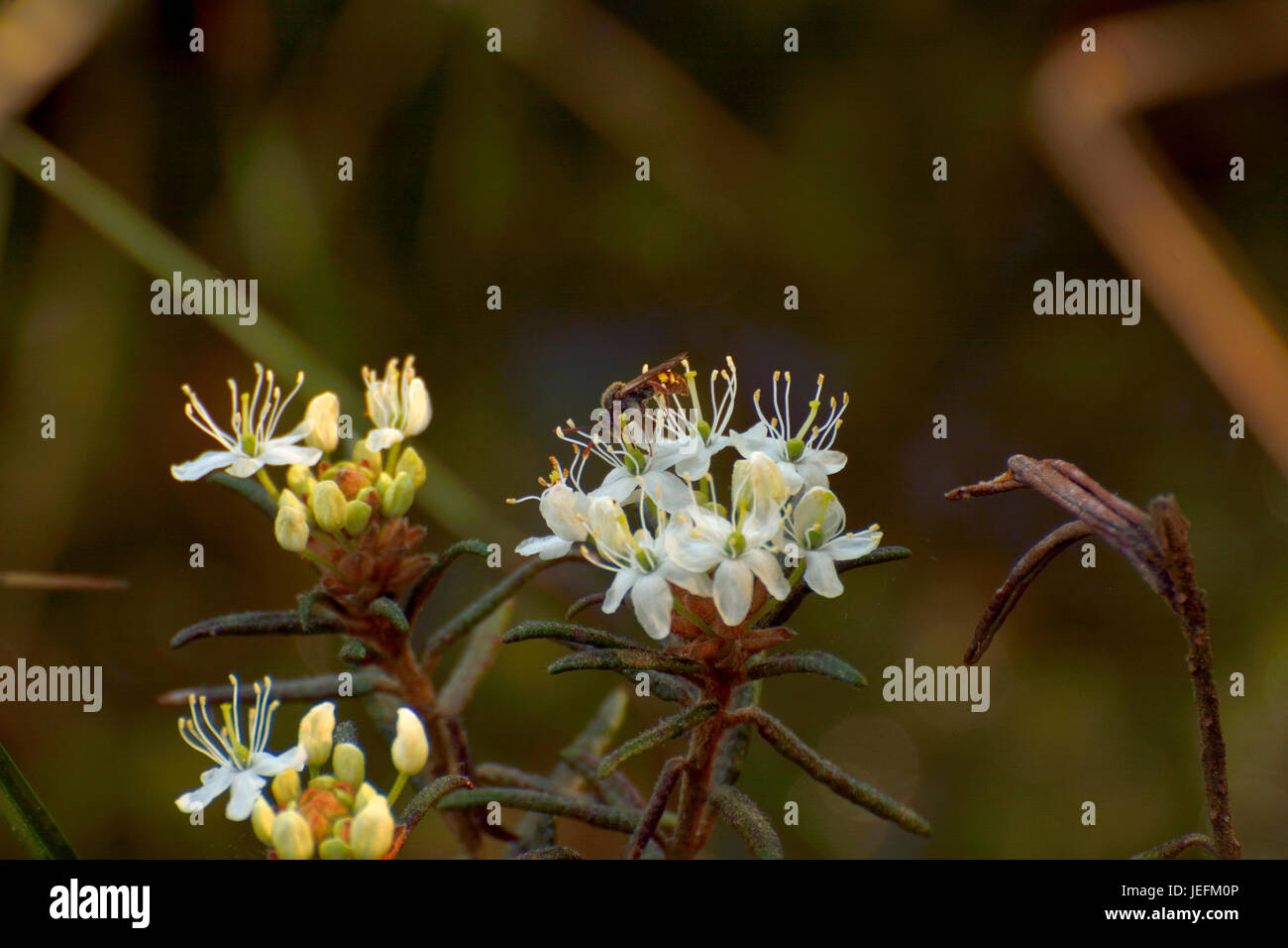 Blooming rhododendron tomentosum with insect Stock Photo - Alamy