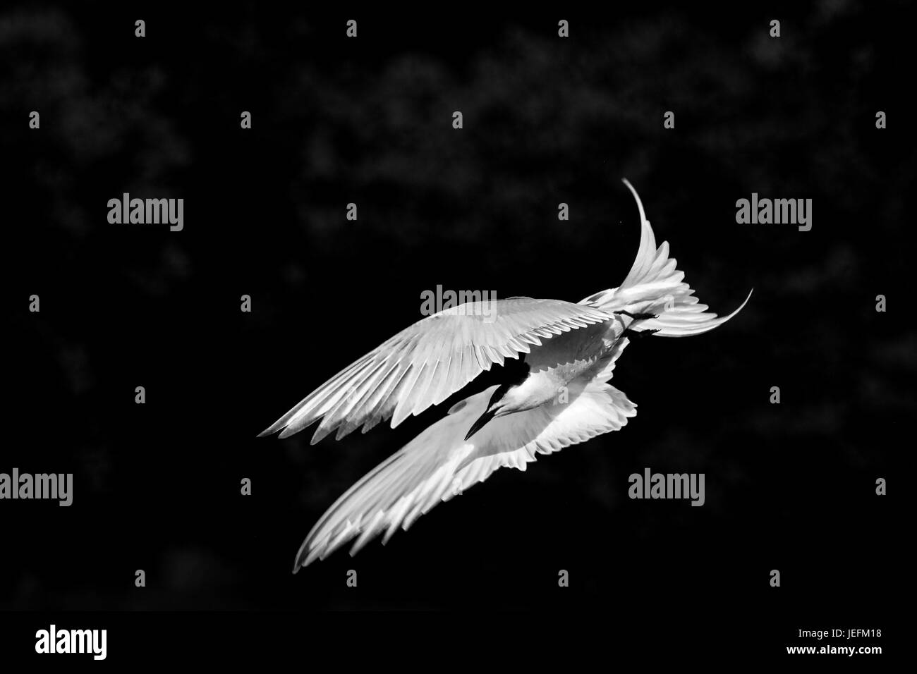 Contrasting black and white image of common tern in dive with ...