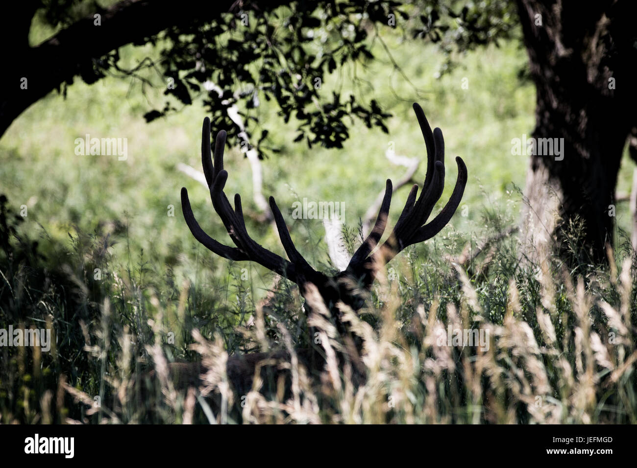 Snapping goose hi-res stock photography and images - Alamy