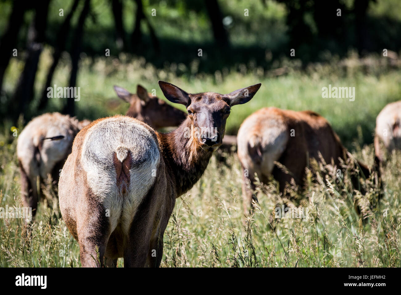 Snapping goose hi-res stock photography and images - Alamy
