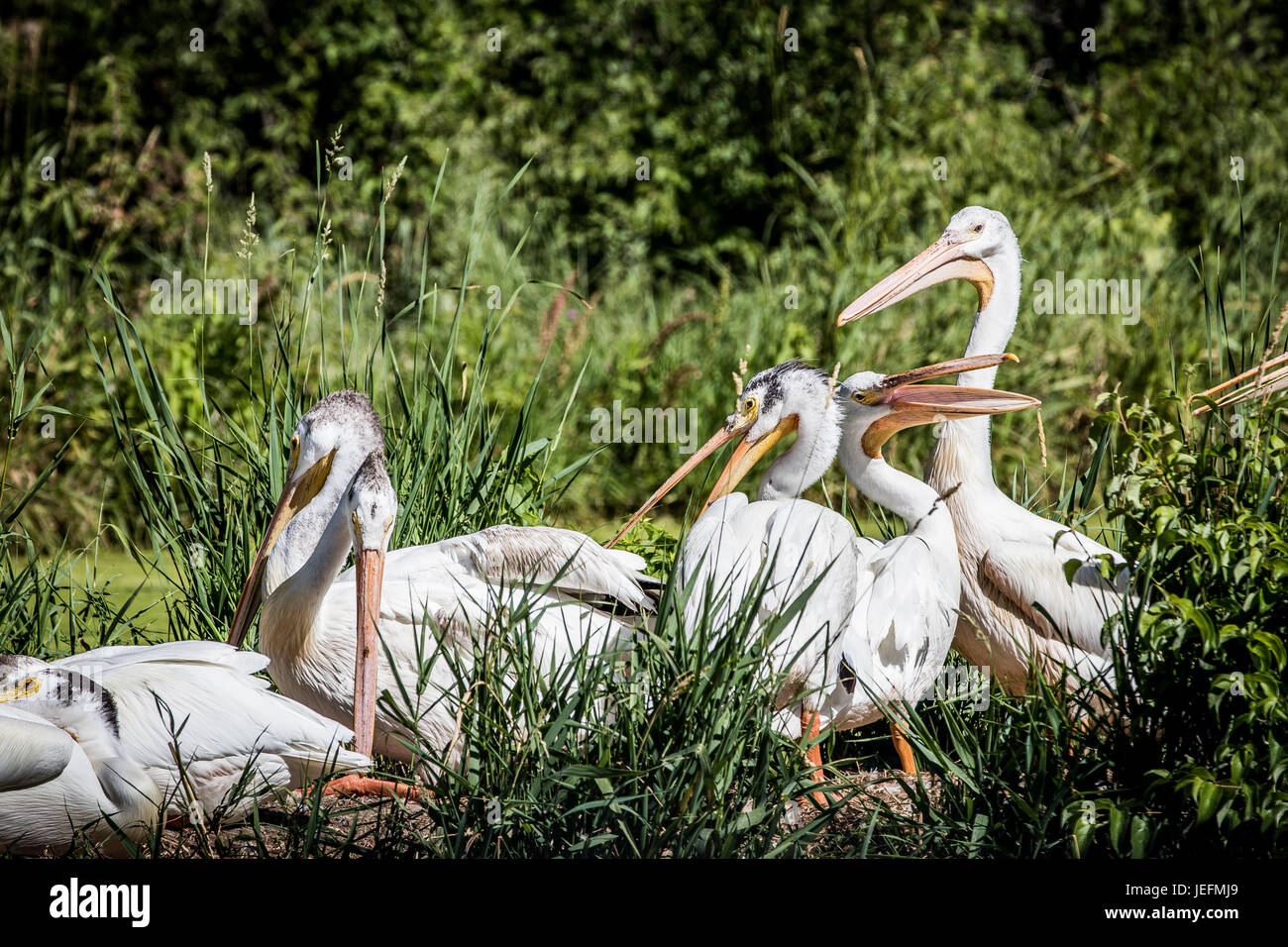 Snapping goose hi-res stock photography and images - Alamy