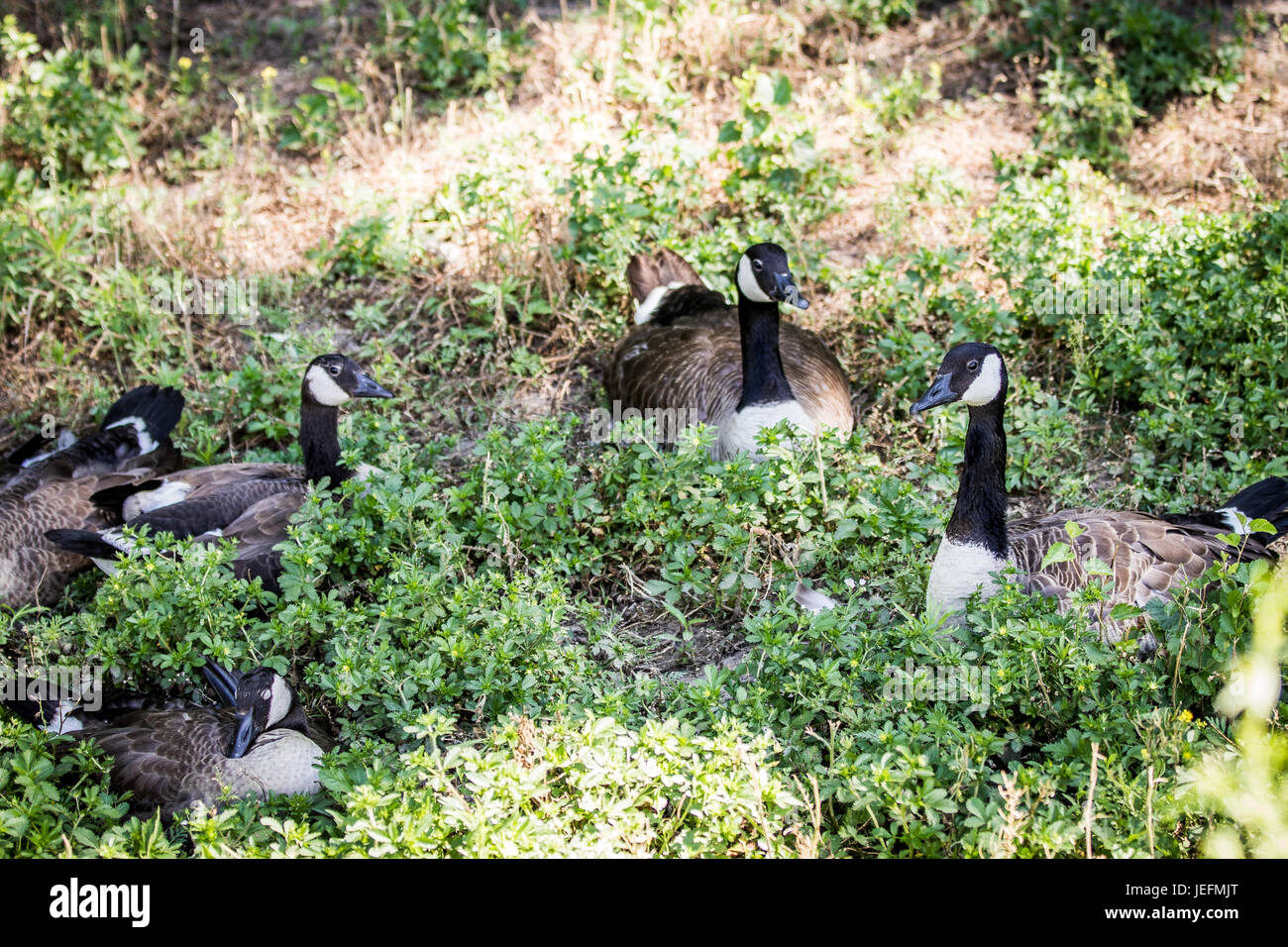 Snapping goose hi-res stock photography and images - Alamy