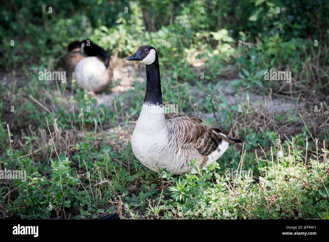 Snapping Goose High Resolution Stock Photography and Images - Alamy