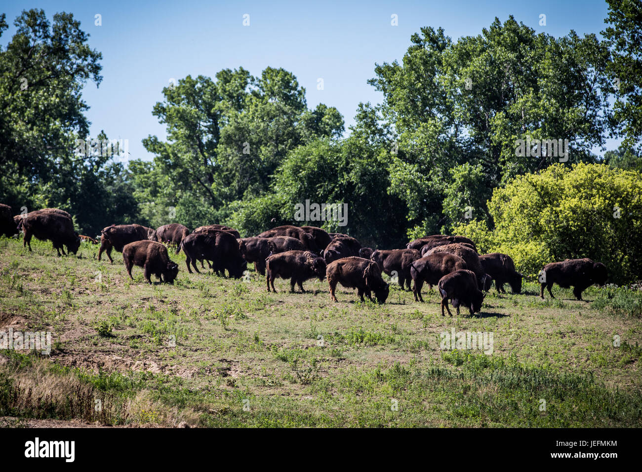 Snapping goose hi-res stock photography and images - Alamy