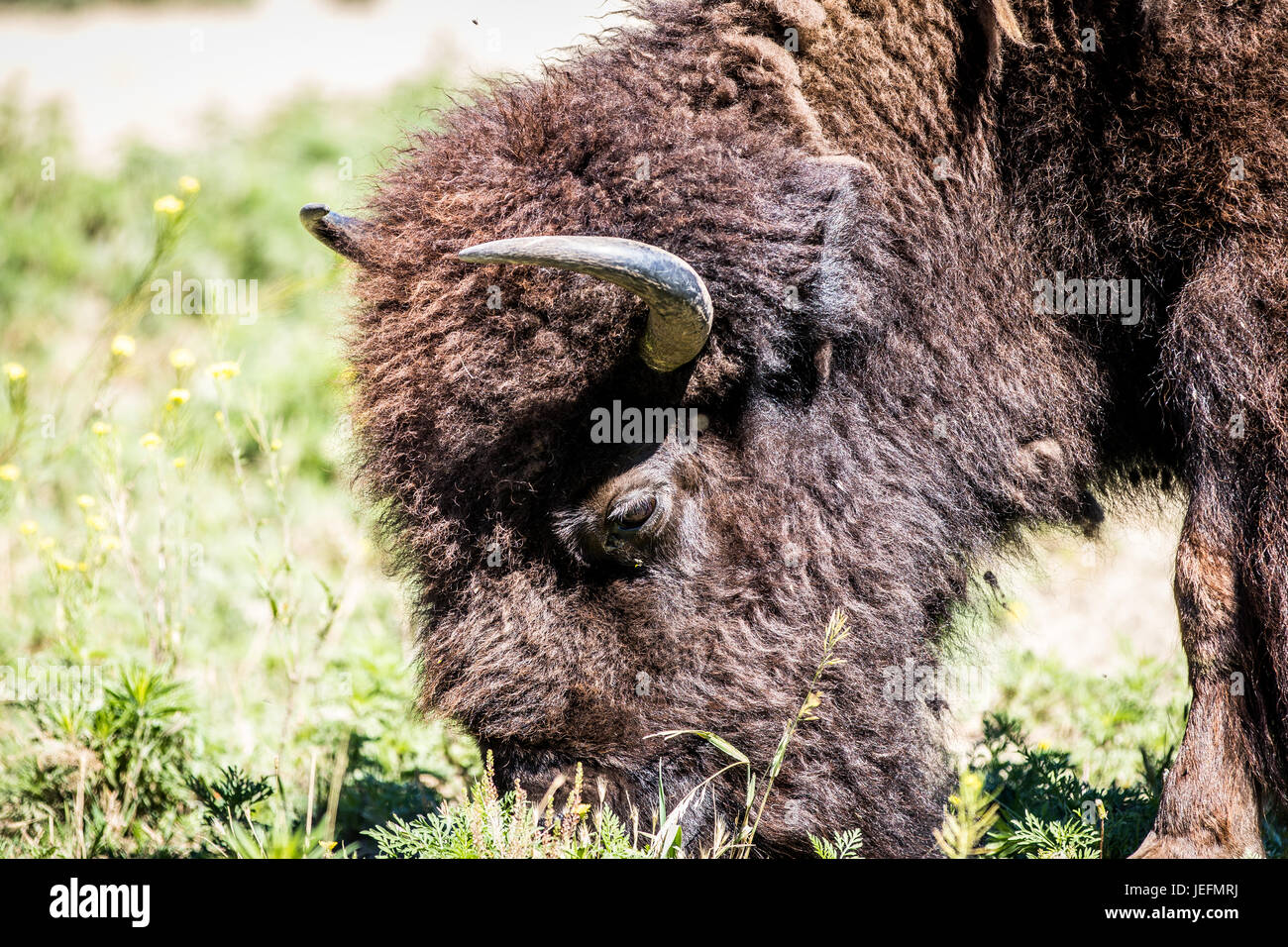 Snapping goose hi-res stock photography and images - Alamy