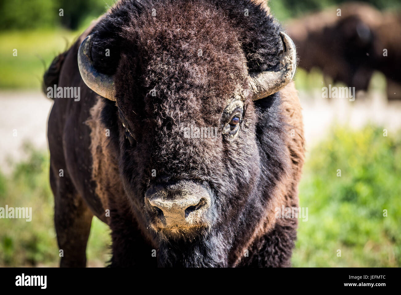 Snapping goose hi-res stock photography and images - Alamy