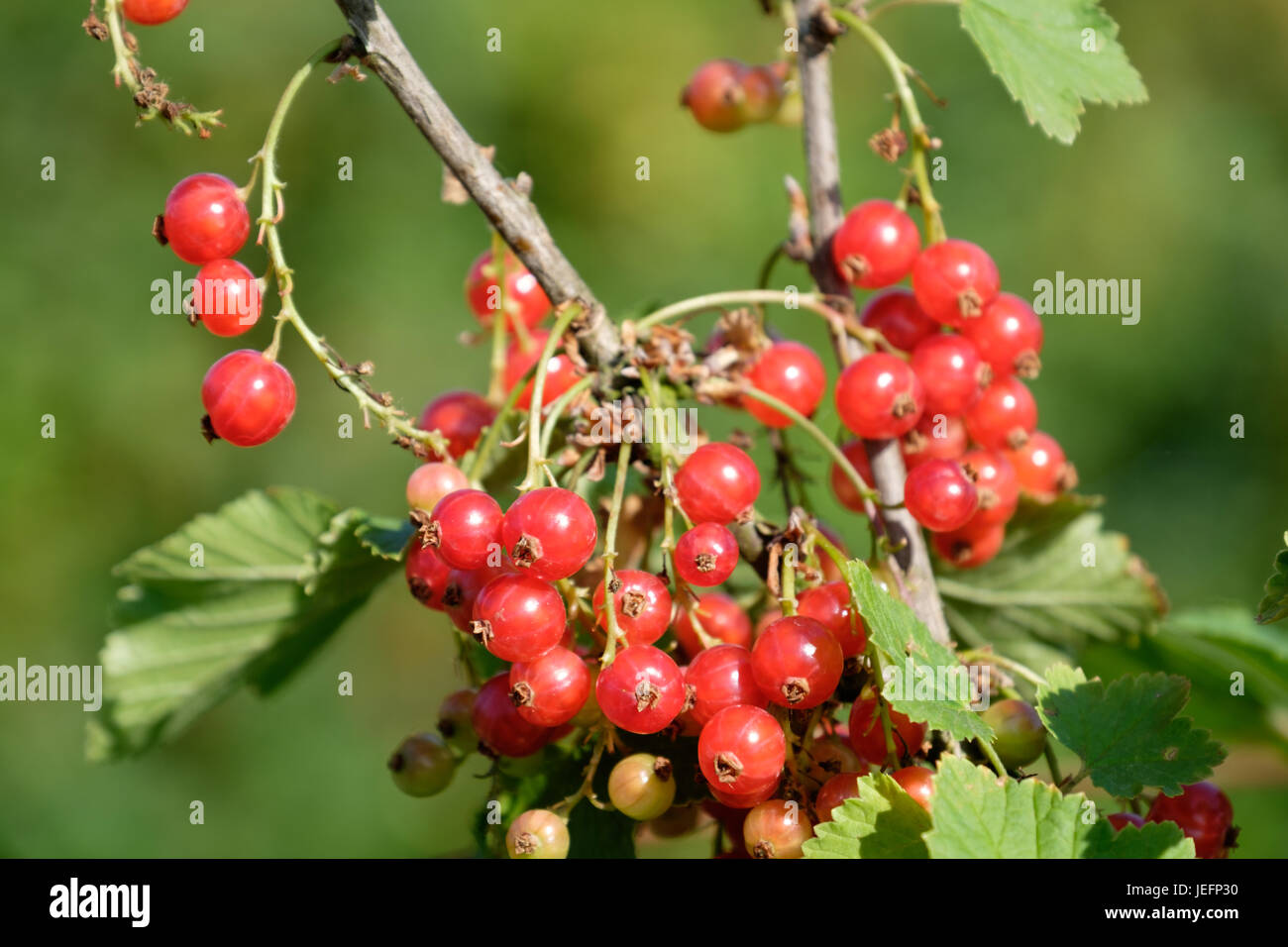 Summer in germany Stock Photo - Alamy