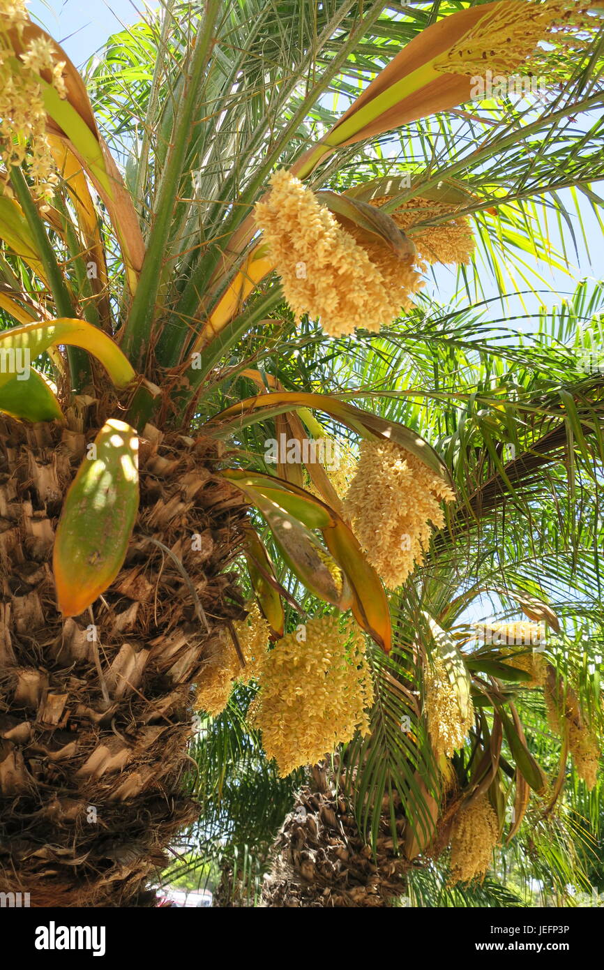 flowering dwarf palm tree (close-up Stock Photo - Alamy