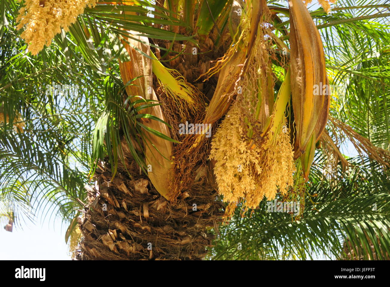 Palm tree flower yellow hi-res stock photography and images - Alamy