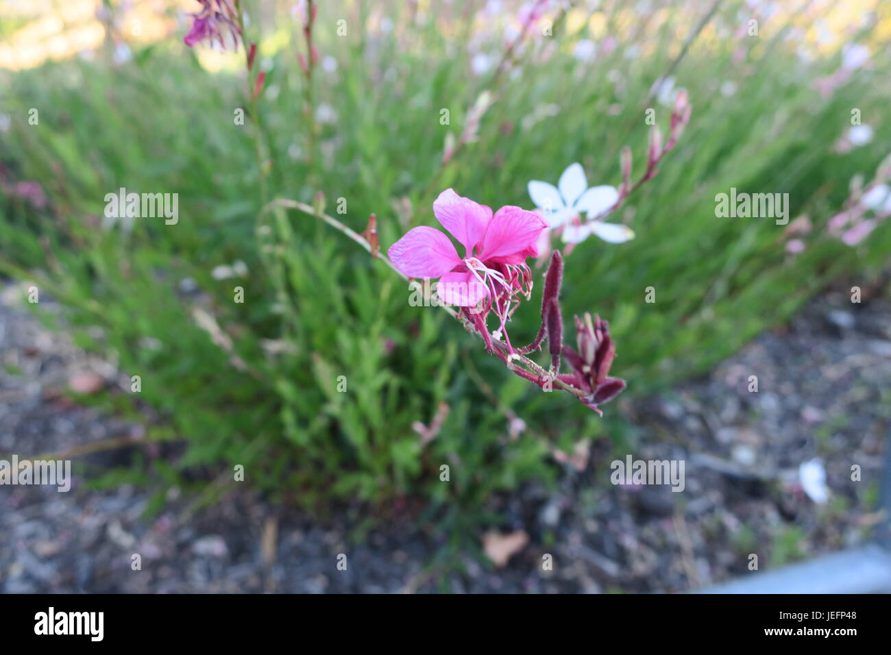 Fusia hi-res stock photography and images - Alamy