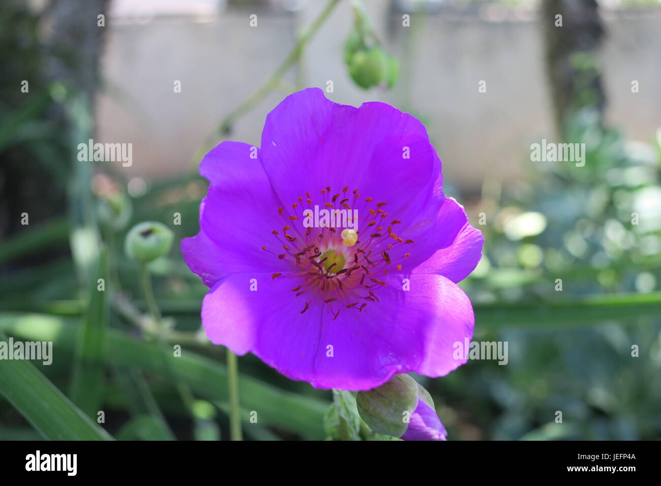 fusia colored flower with delicate stamens Stock Photo - Alamy