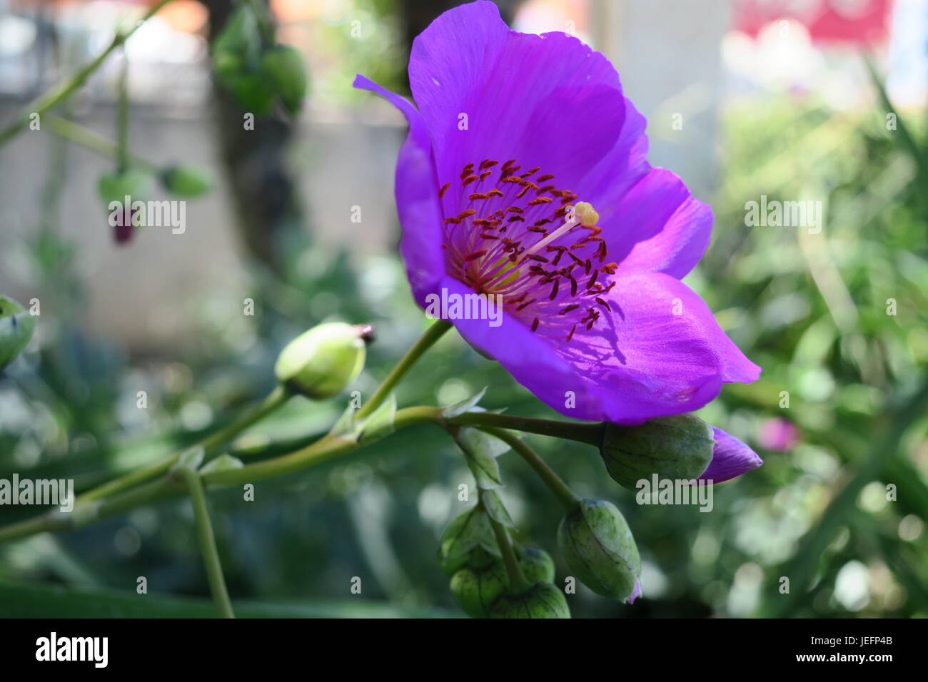 Fusia hi-res stock photography and images - Alamy