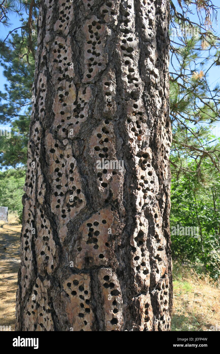 Woodpeckered pine tree Stock Photo - Alamy