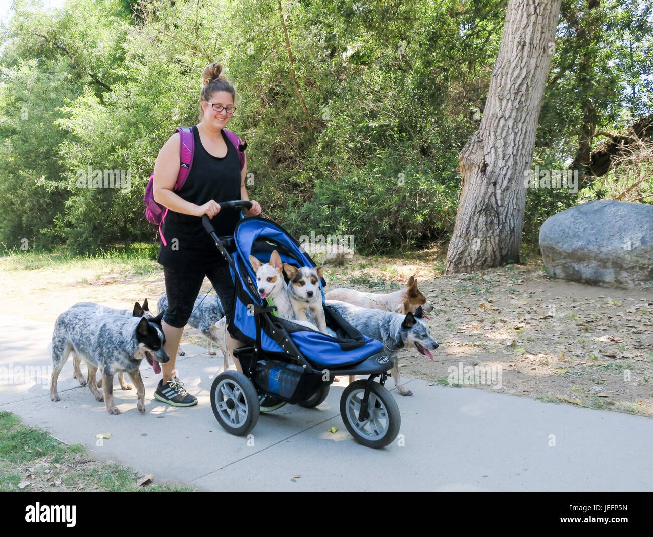 Sheep dogs hi-res stock photography and images - Alamy