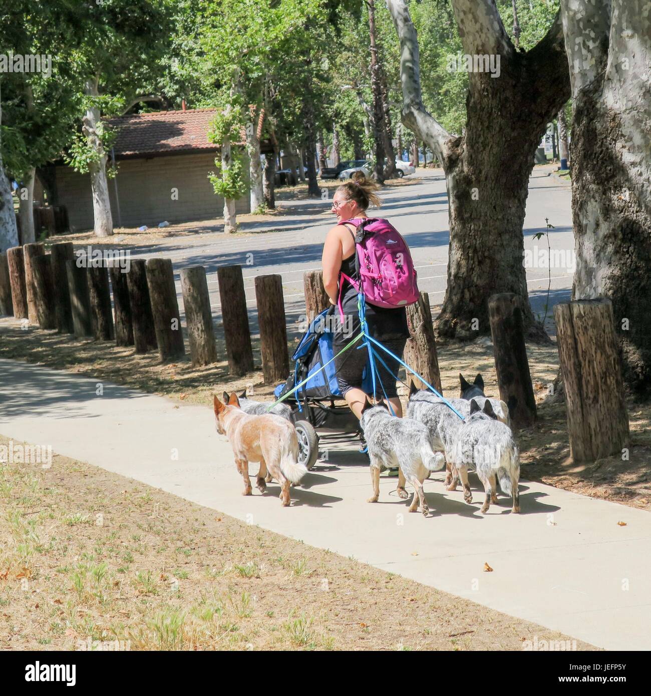 Dog walker with sheep dogs and pups in a stroller, Kit Carson Park ...