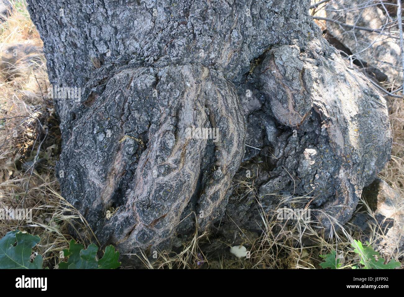 Tree cancer hi-res stock photography and images - Alamy